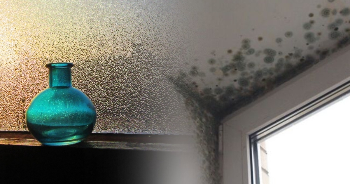 Як позбутися конденсату та плісняви на вікнах взимку: простий лайфхак ...
